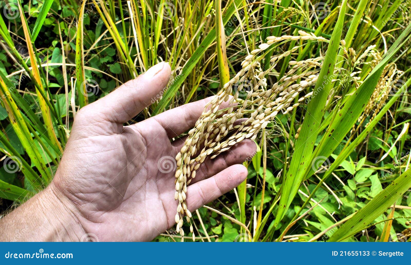 Rice in a hand stock image. Image of tropical, meal, work - 21655133
