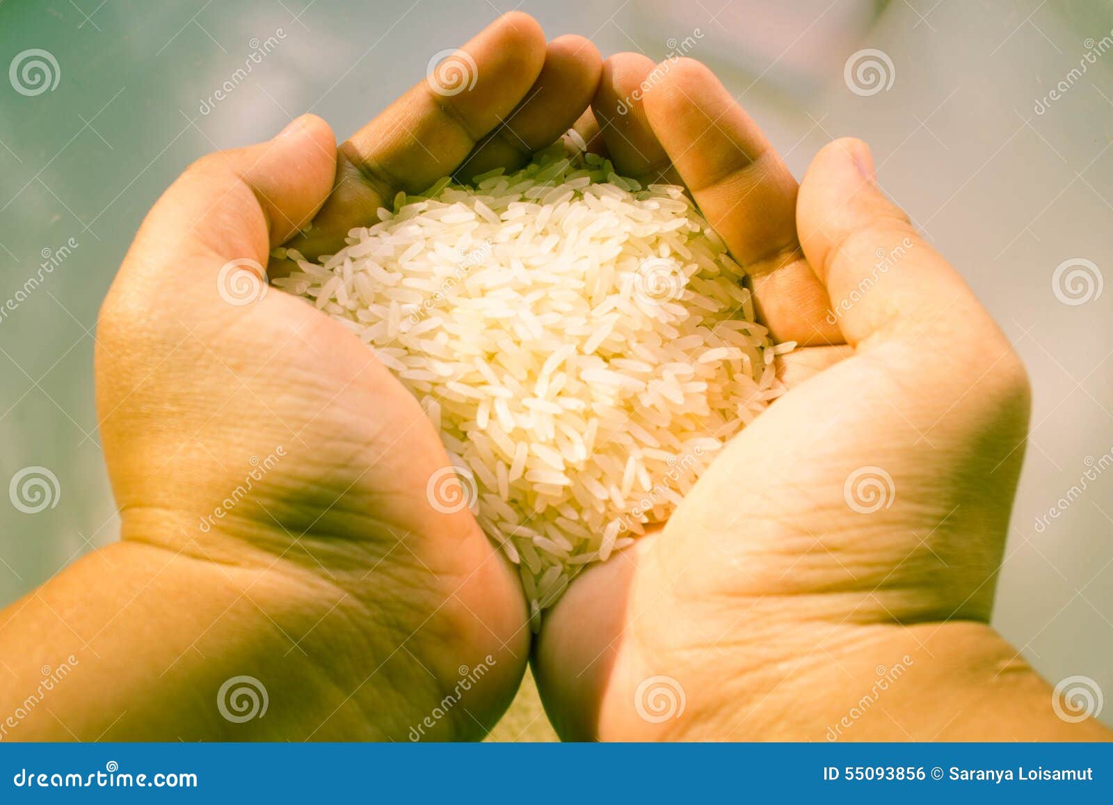 Rice in hand stock photo. Image of economic, grain, food - 55093856
