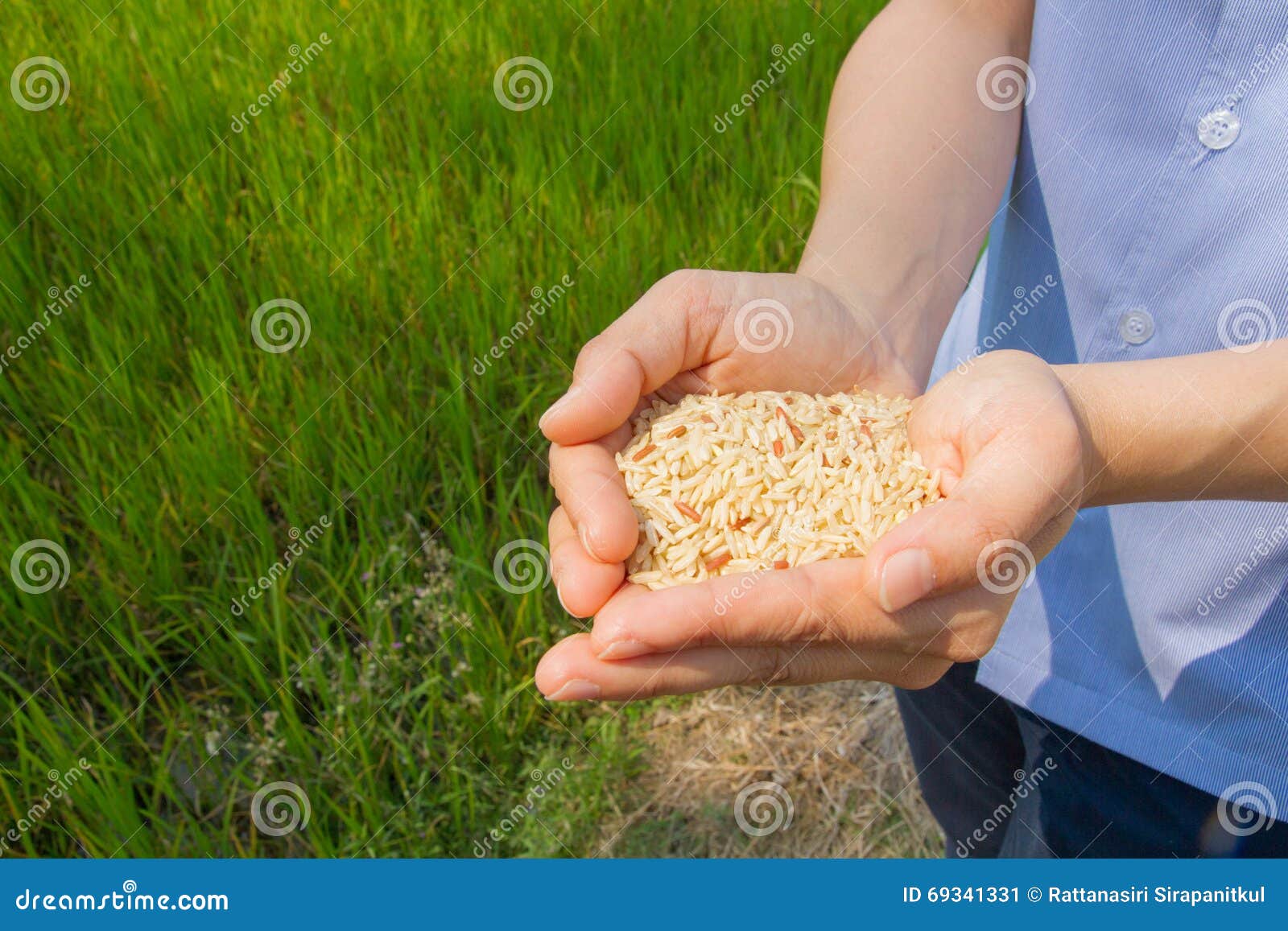 Rice on hand, brown rice stock image. Image of agricultural - 69341331