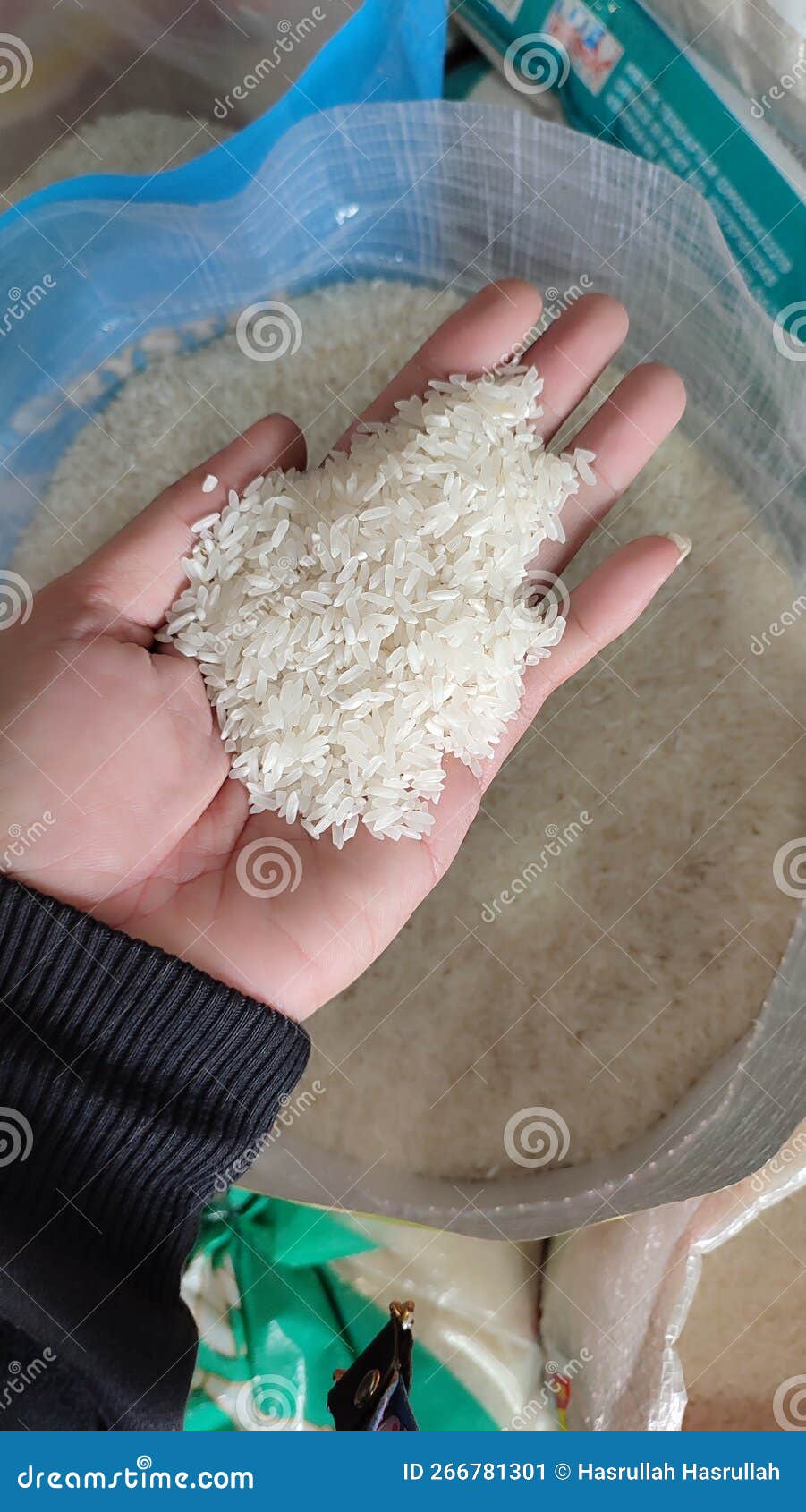 Rice in hand check quality stock image. Image of rice - 266781301
