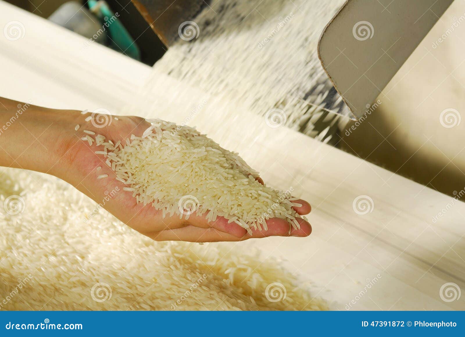 Rice in hand stock photo. Image of agriculture, hand - 47391872