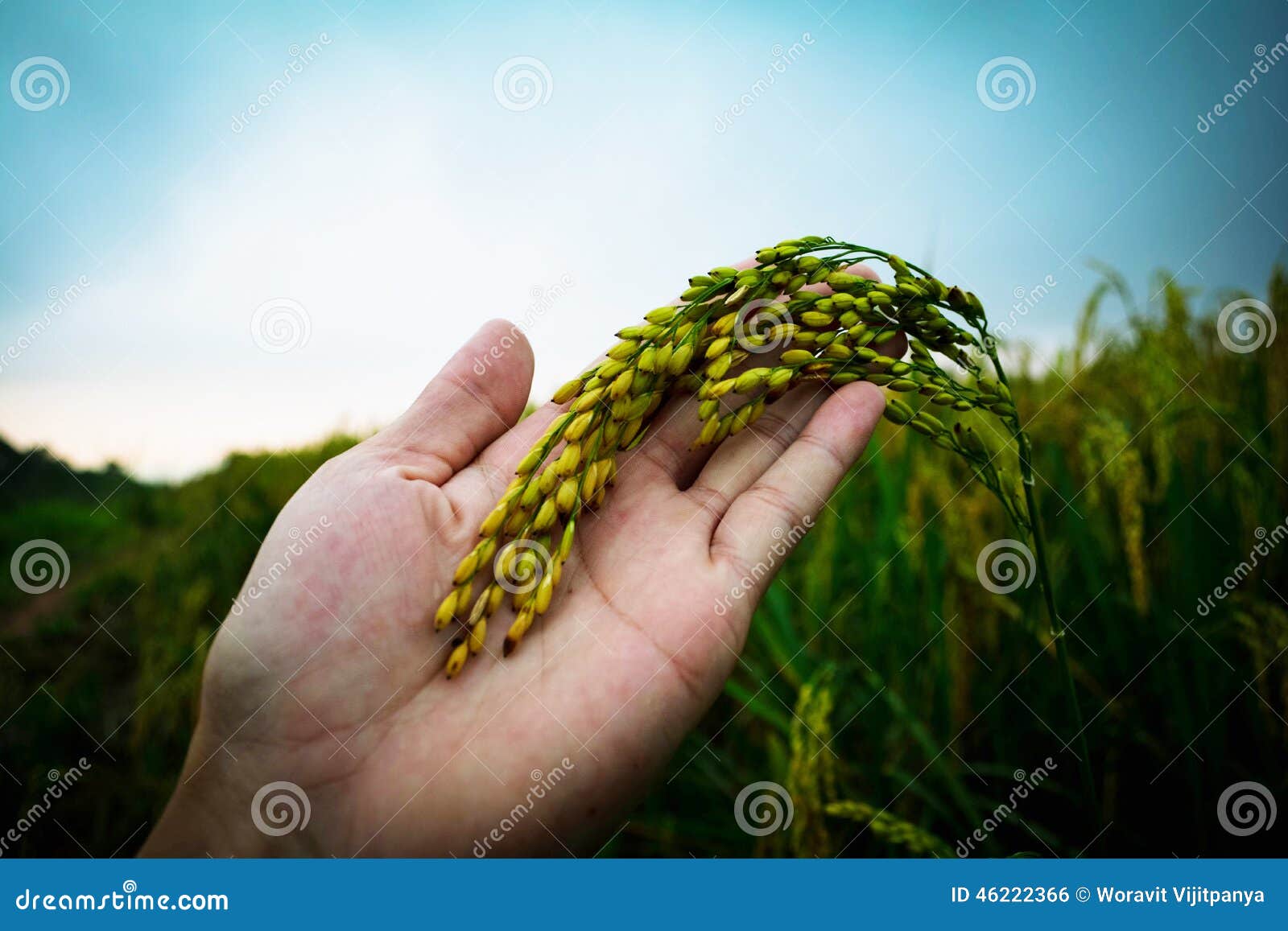 Rice in hand stock photo. Image of leaf, paddy, agriculture - 46222366