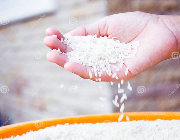 Rice and hand stock photo. Image of sellrice, buyrice - 70025288