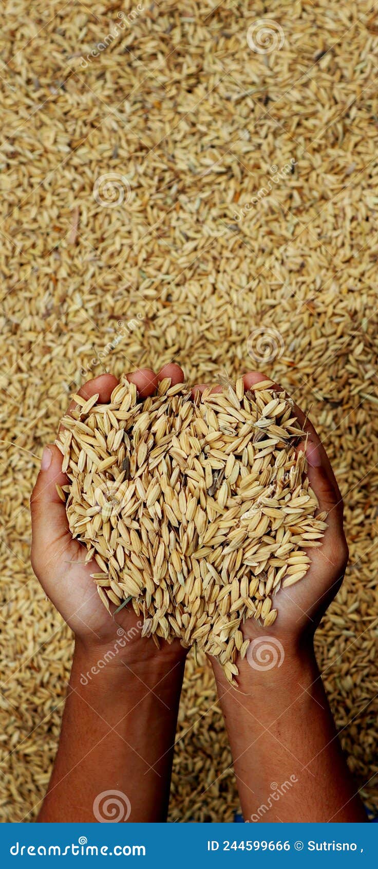The Grain of Rice in the Hand Symbolizes Food Sustainability. Stock ...