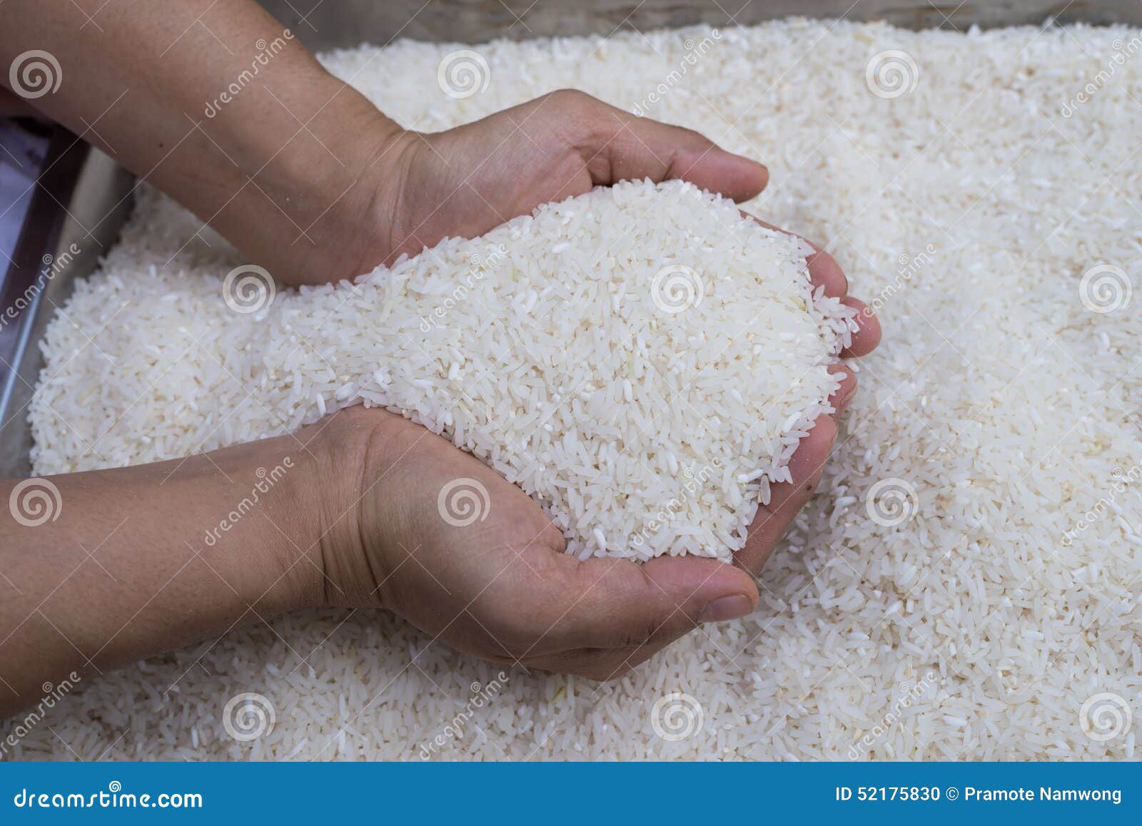 Rice with hand holding stock photo. Image of rice, holding - 52175830