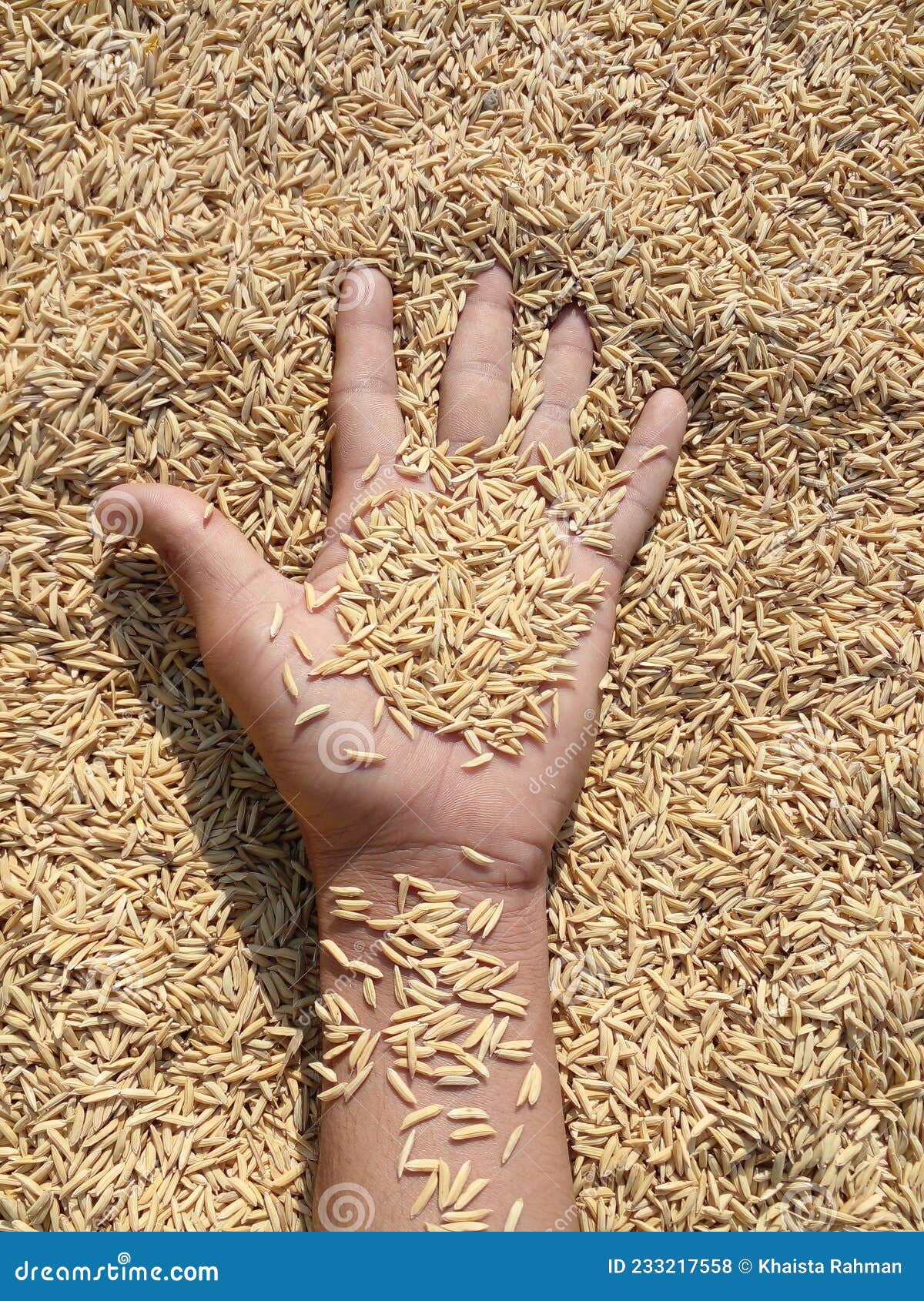 Rice and hand stock photo. Image of agriculture, limb - 233217558