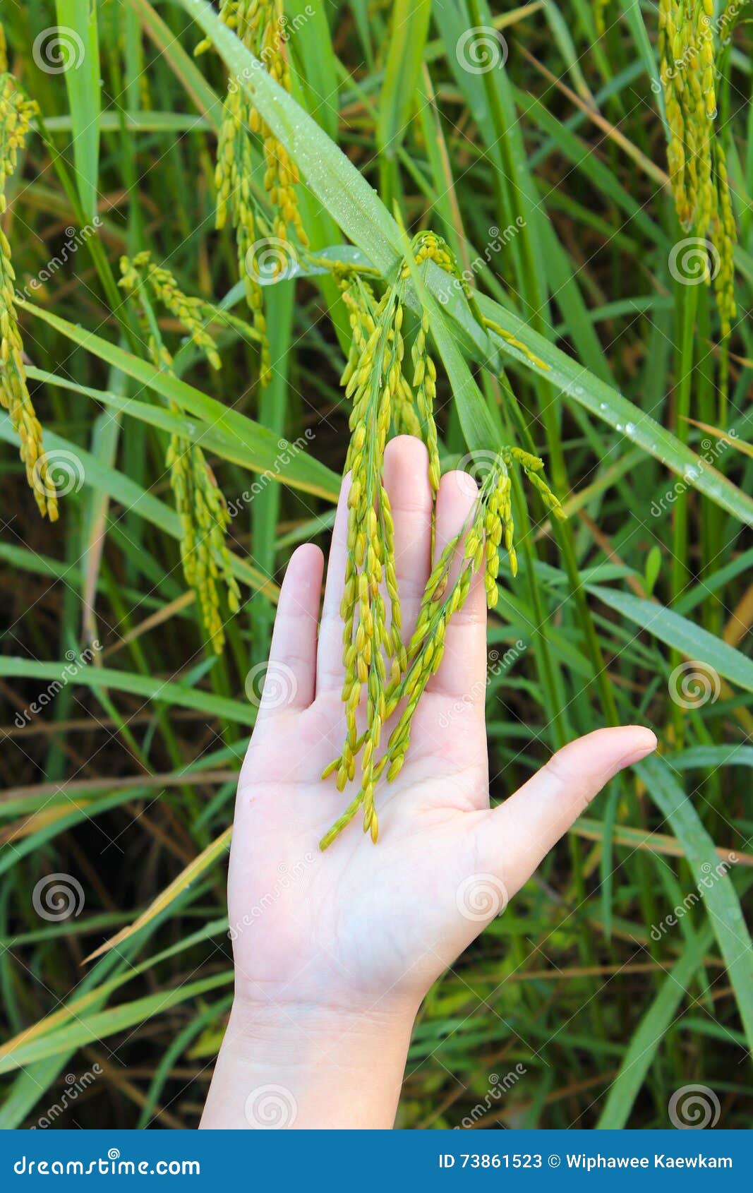 Rice on hand stock image. Image of agriculture, nature - 73861523