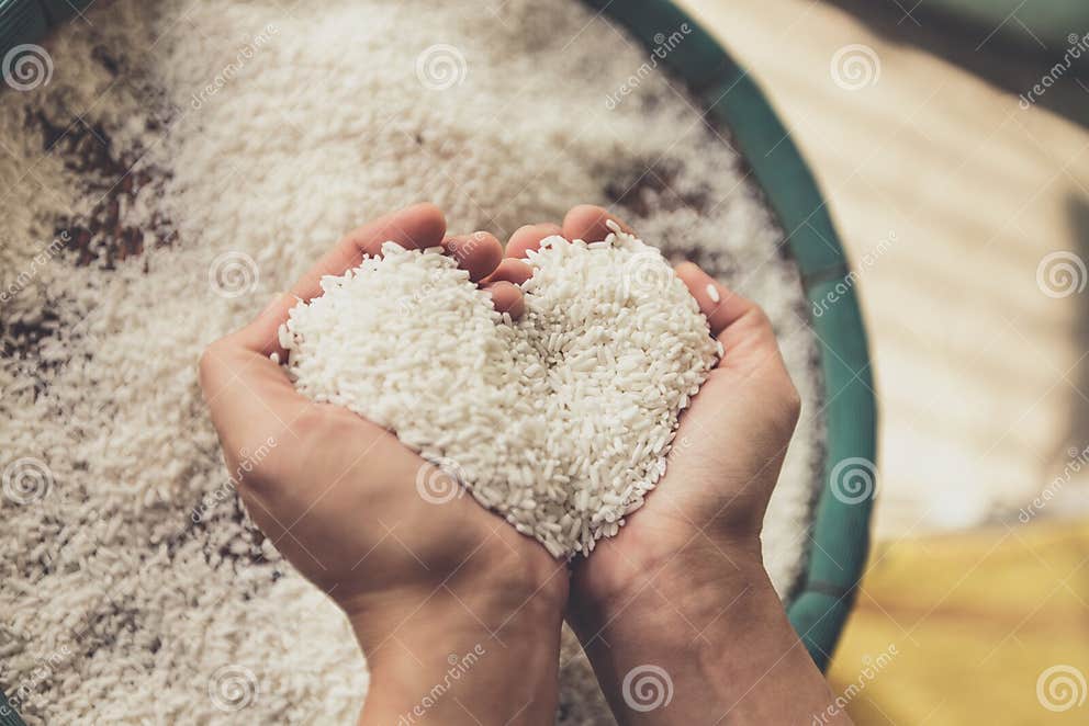 Rice in hand stock photo. Image of abstract, farmer, environment - 53562498