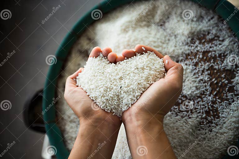 Rice in hand stock image. Image of nature, life, farm - 53562561