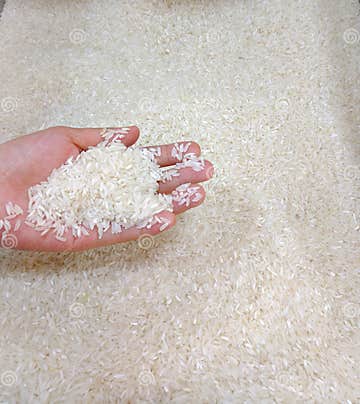 Rice stock image. Image of rice, holding, finger, sale - 77766595