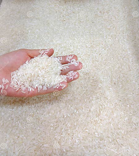 Rice stock image. Image of rice, holding, finger, sale - 77766595
