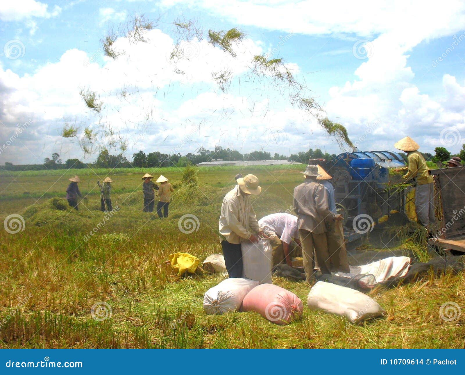 Rice. harvest stock photo. Image of season, rice, mechanization - 10709614