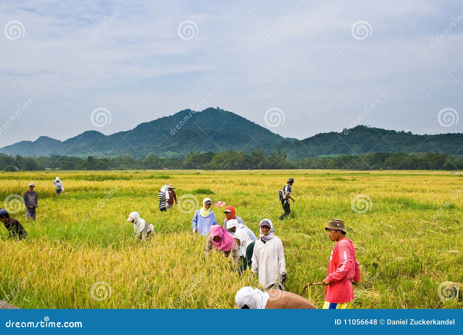 Philippine Rice Field Harvest