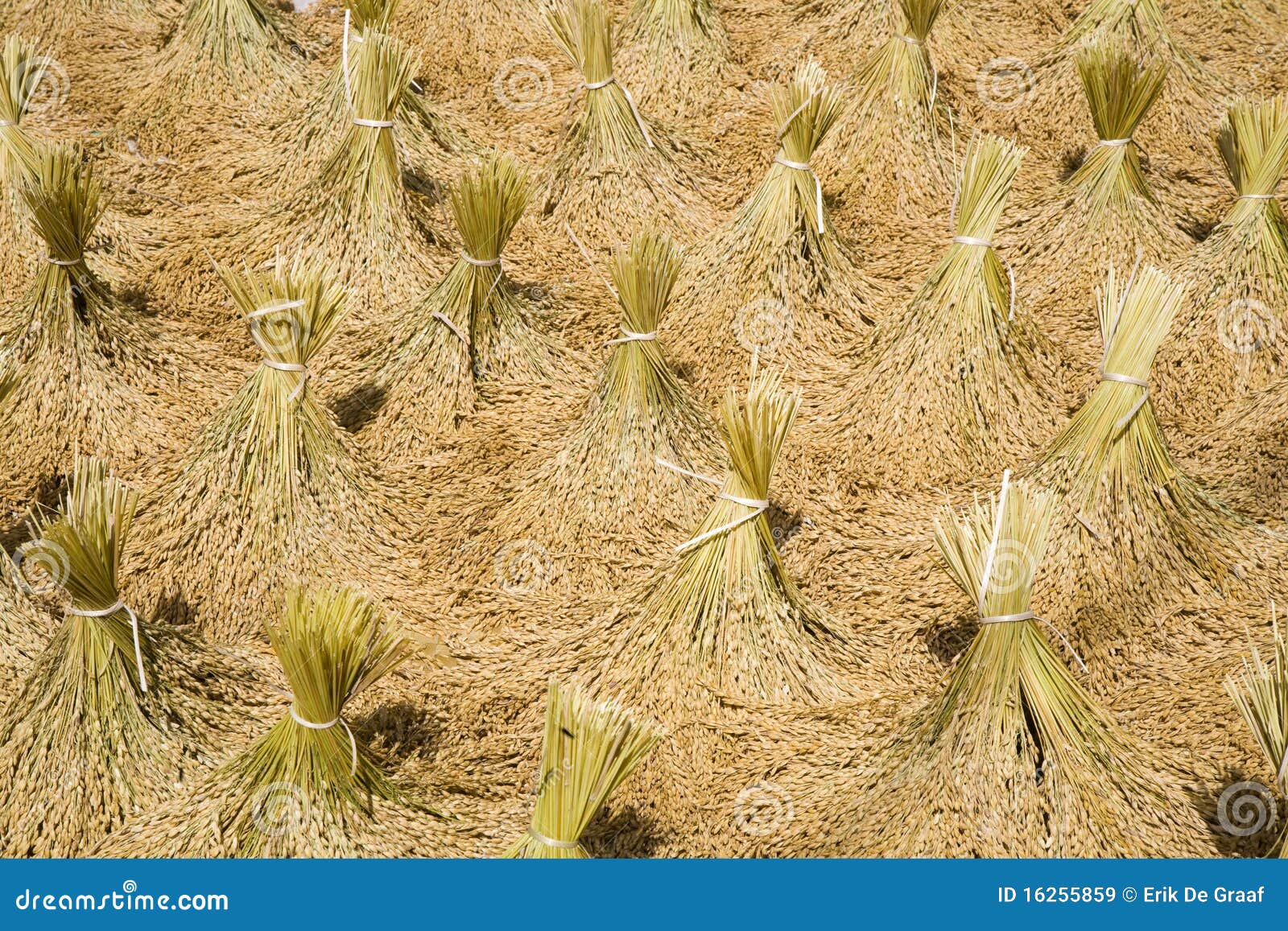 Rice Harvest In Rural India. Rice Paddies, Indian Countryside Royalty ...