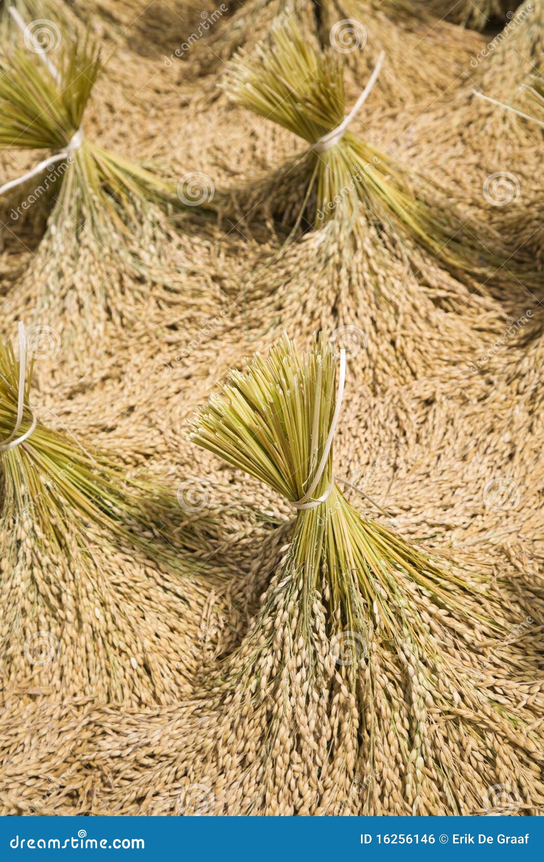Rice harvest stock photo. Image of asian, harvest, bundle - 16256146