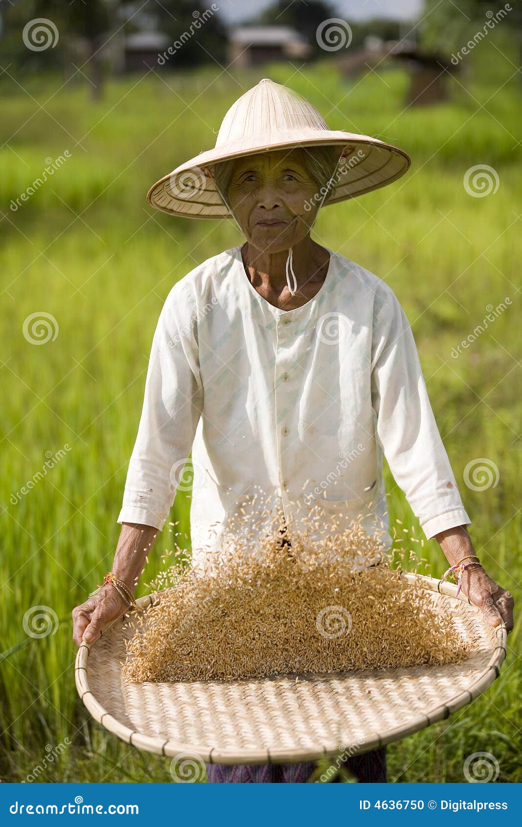 Rice Harvest stock photo. Image of seeds, food, work, agronomics - 4636750