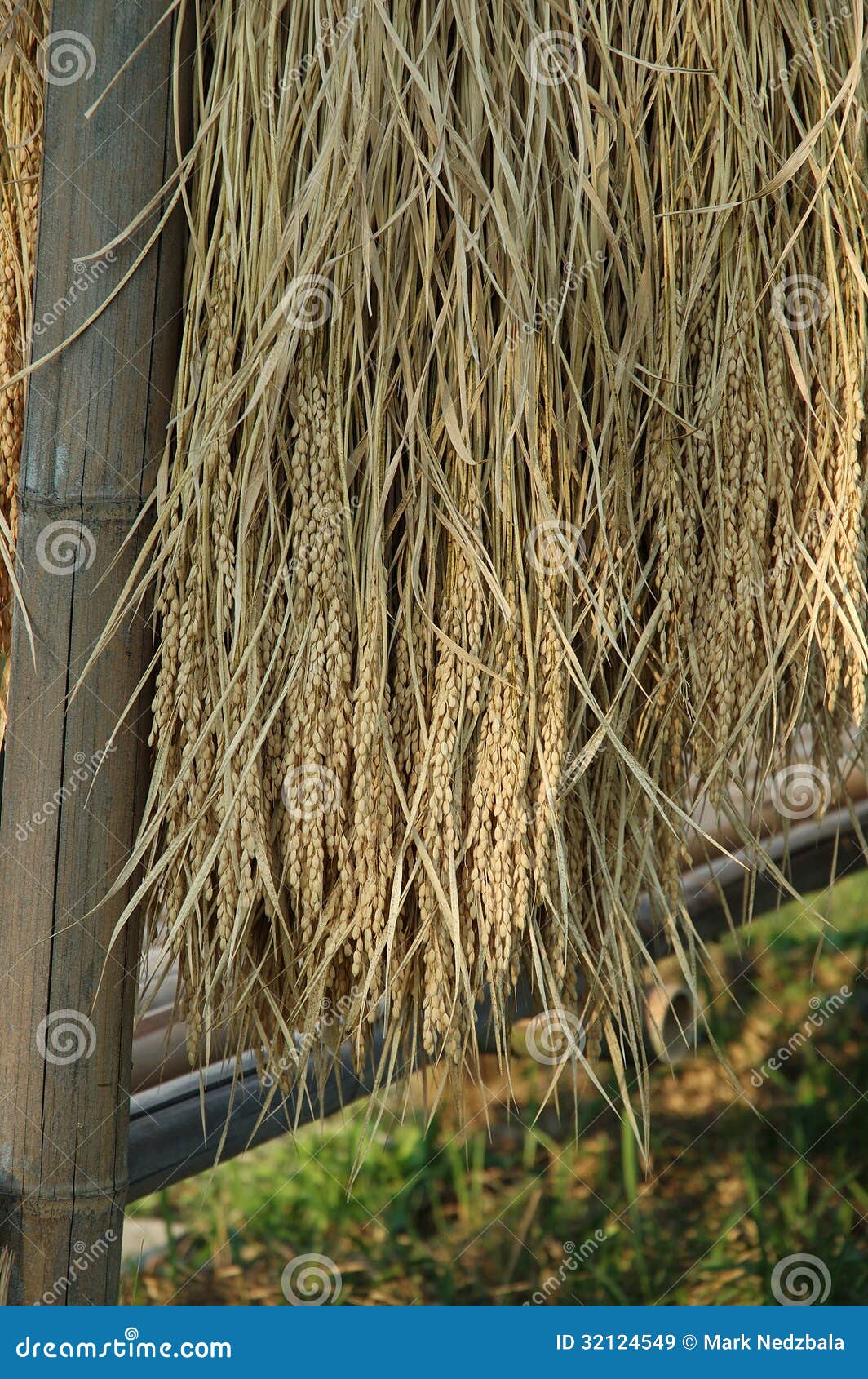 Rice harvest stock image. Image of asia, japan, summer - 32124549