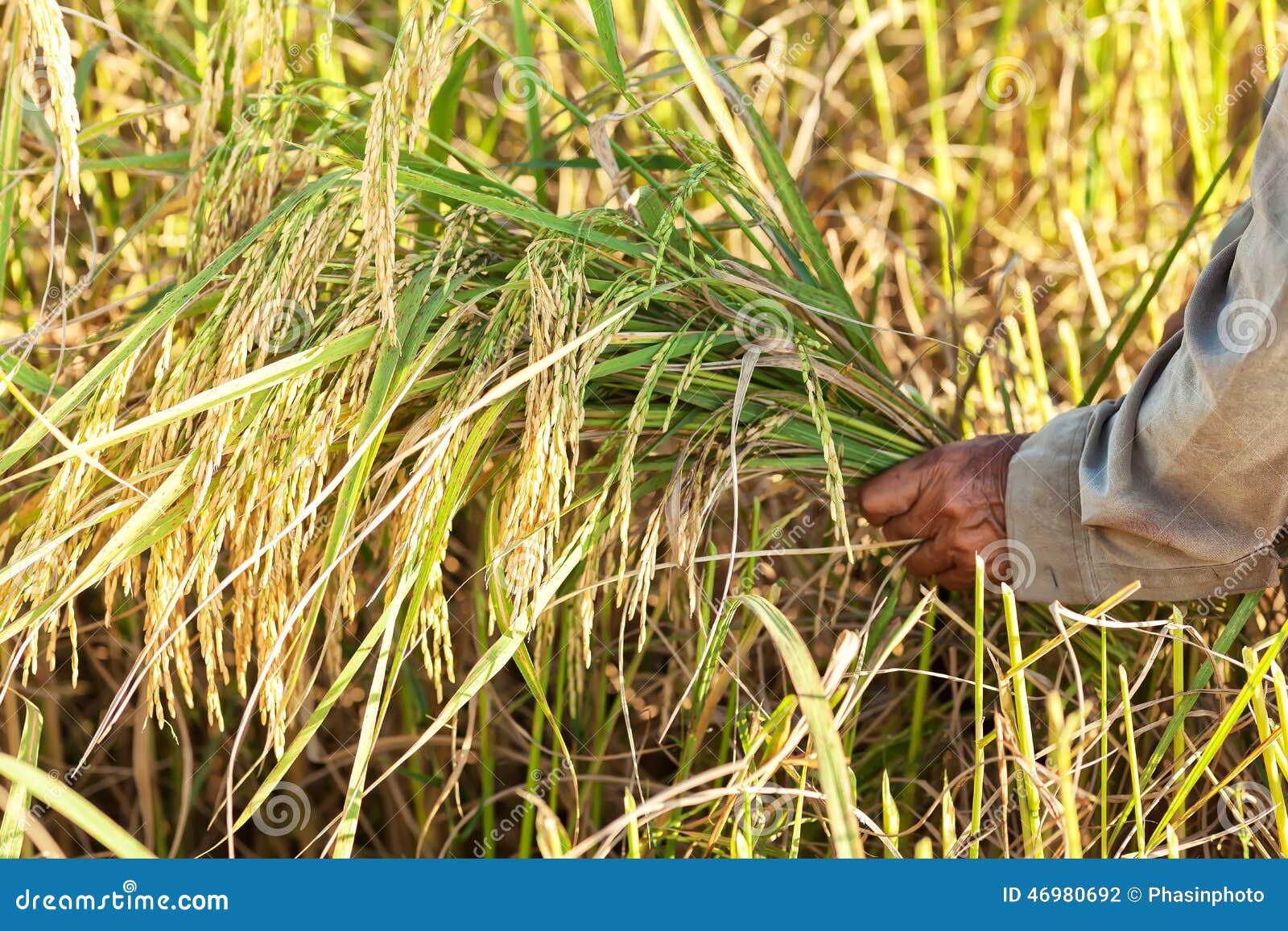 Rice harvest stock photo. Image of outdoor, sunlight - 46980692