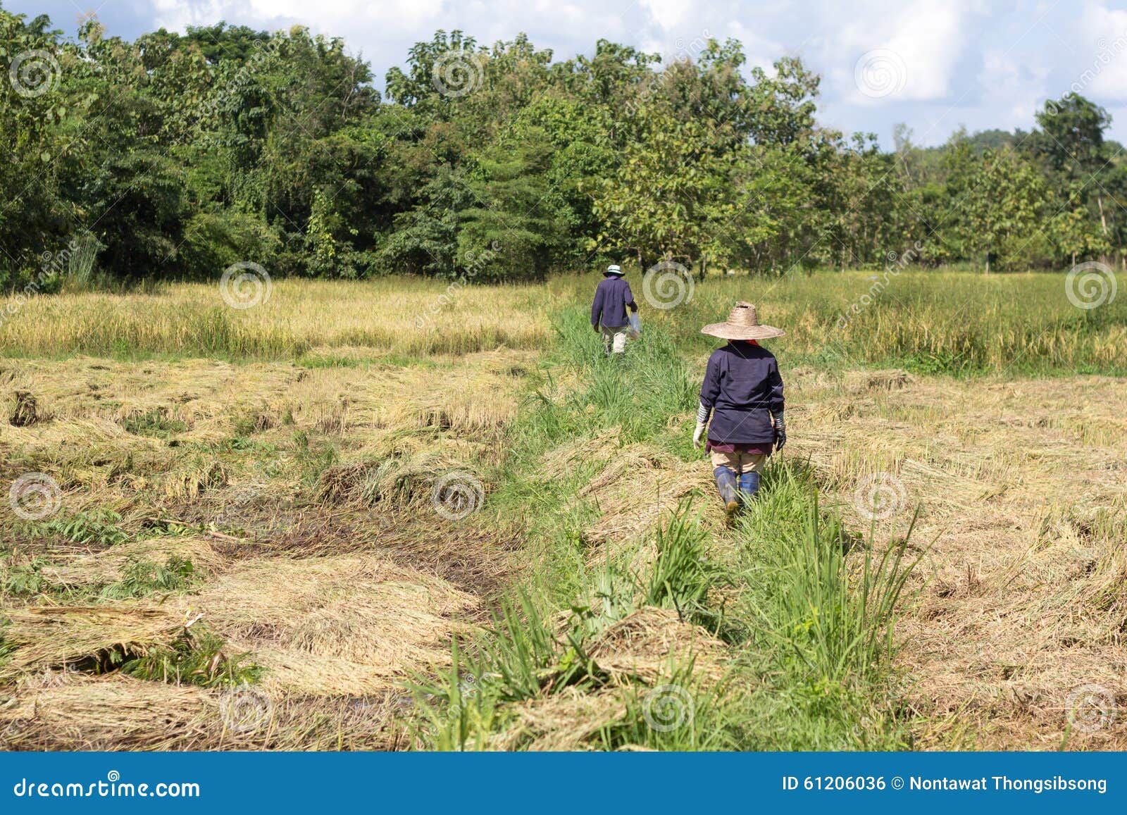 Rice harvest stock photo. Image of thai, green, farm - 61206036