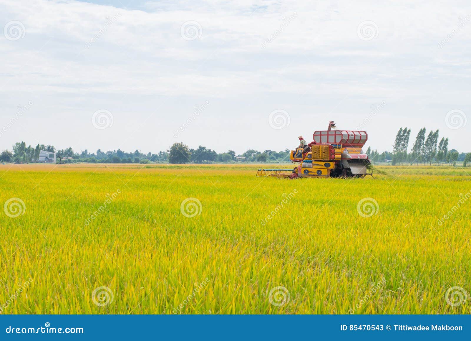 The rice harvest stock image. Image of cereal, horizontal - 85470543