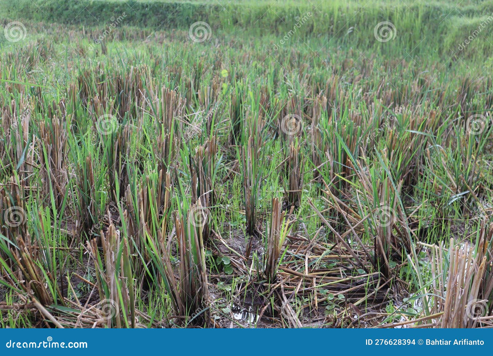 Post-harvest Rice in the Fields Stock Photo - Image of grassland, rainy ...