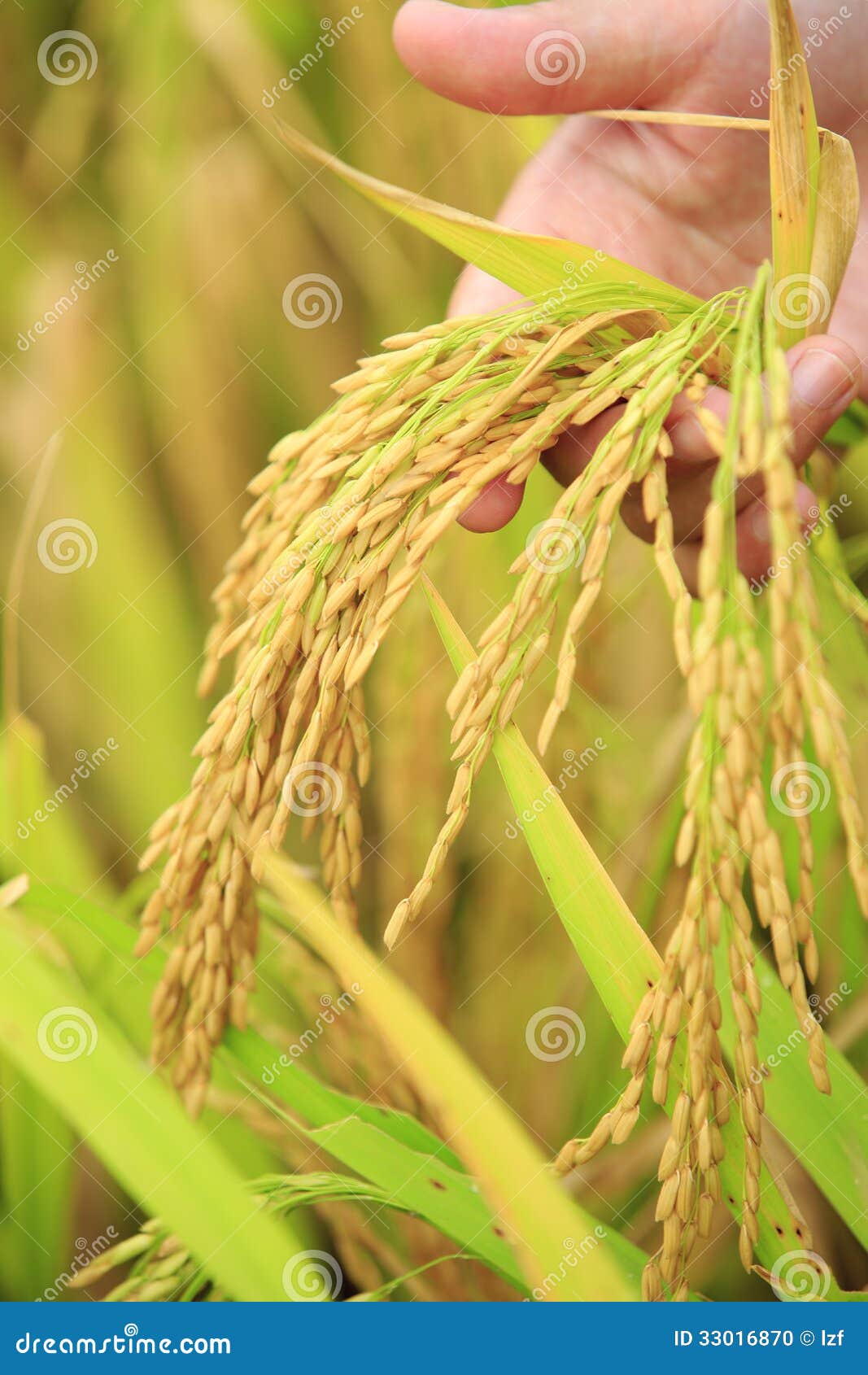 Rice harvest stock photo. Image of garden, outdoor, nature - 33016870