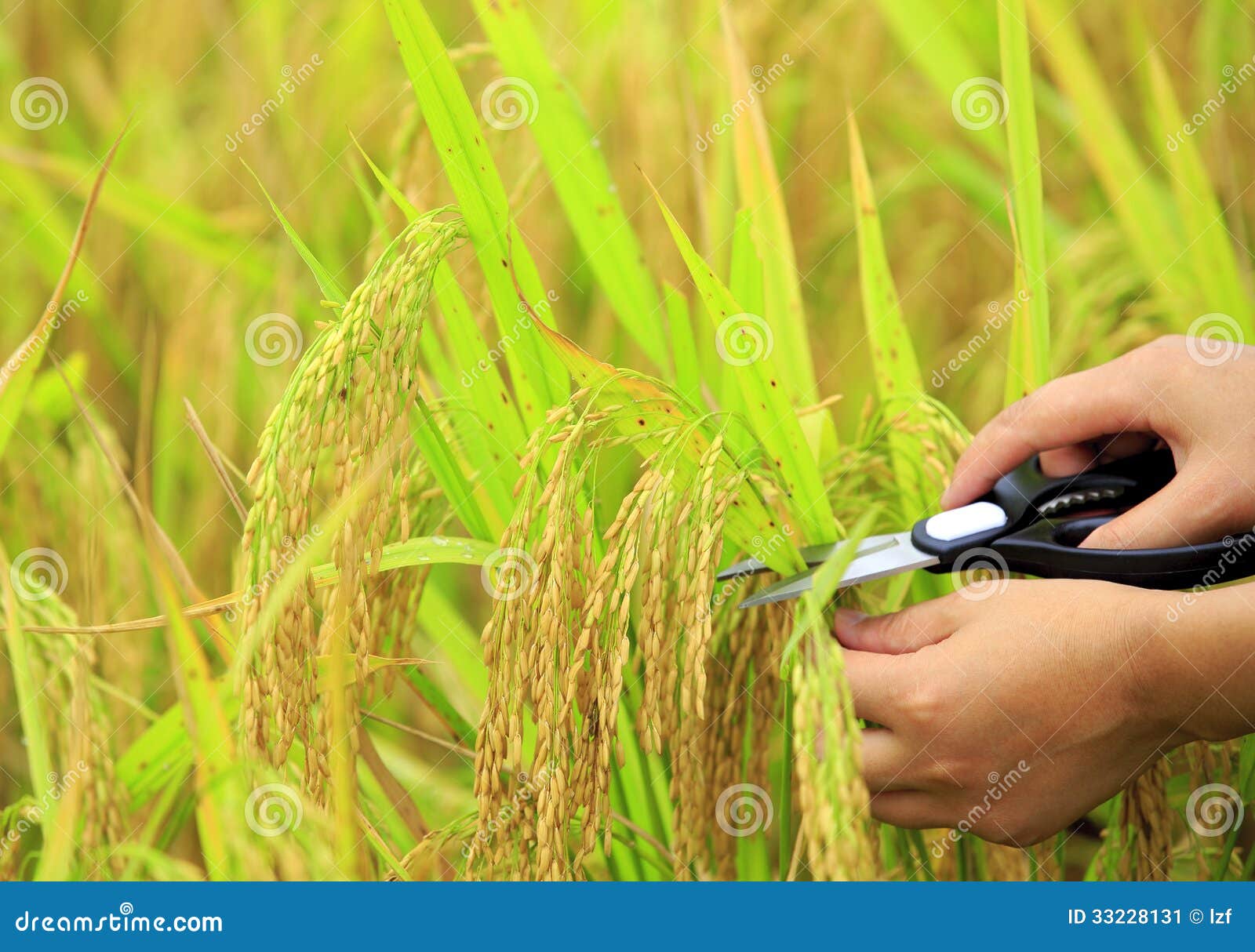 Rice grain harvest stock image. Image of asian, growing - 33228131