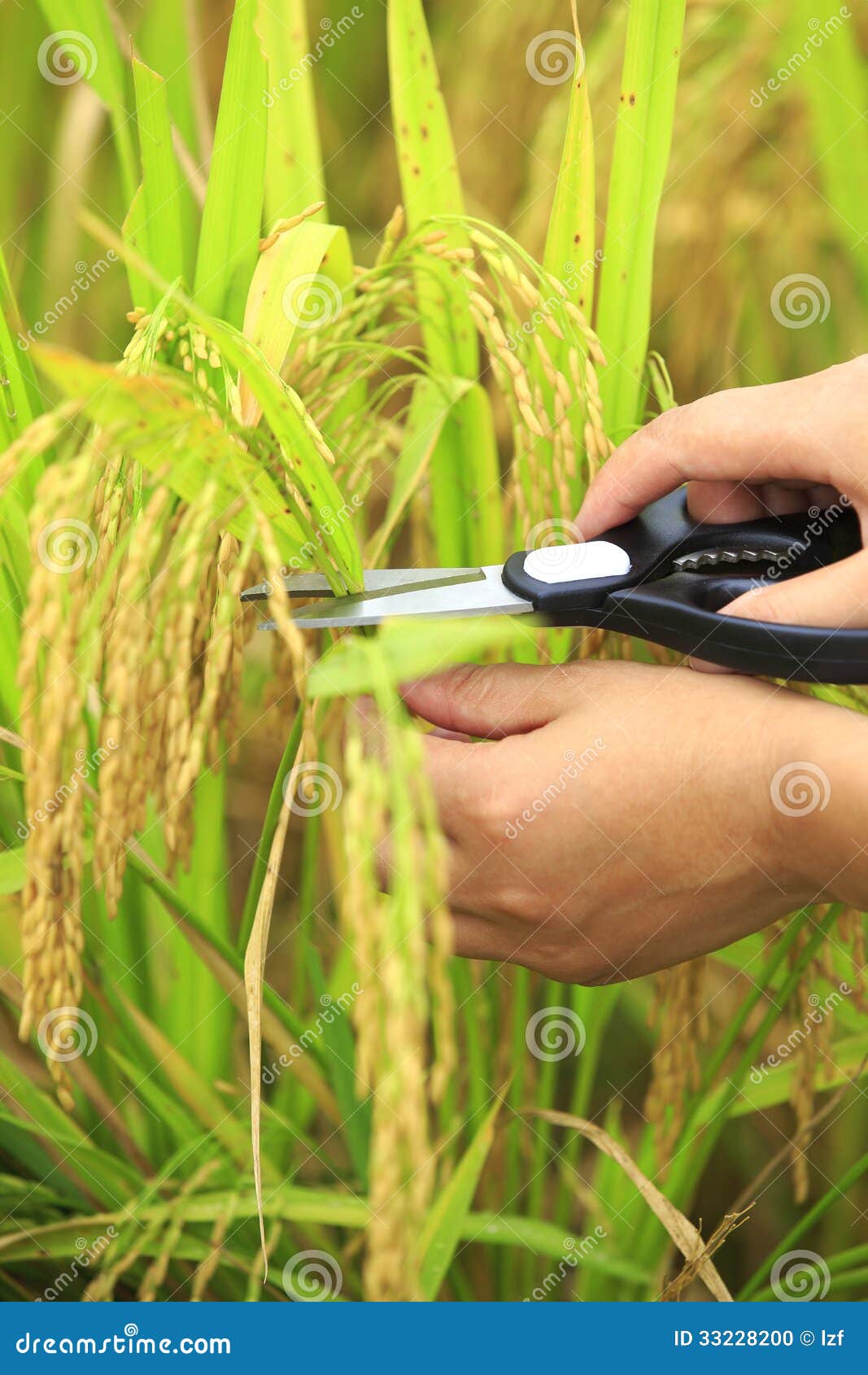 Rice harvest stock photo. Image of agriculture, farm - 33228200