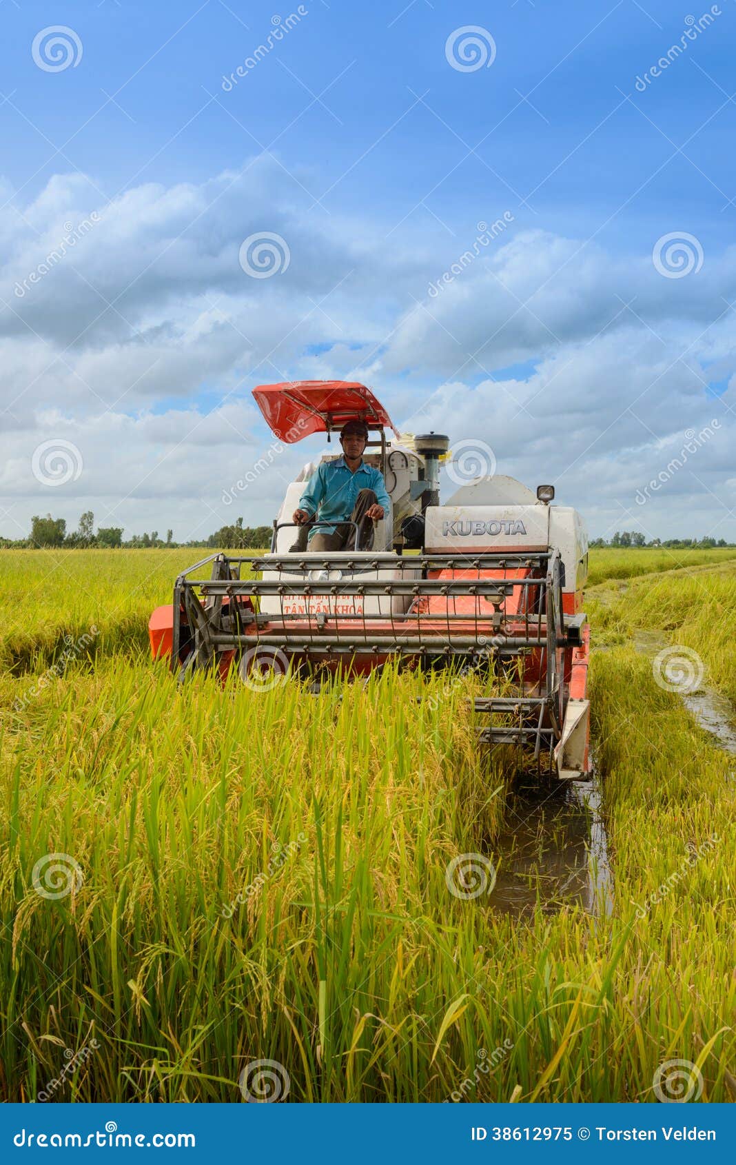 Rice Harvest editorial image. Image of yellow, asia, clouds - 38612975