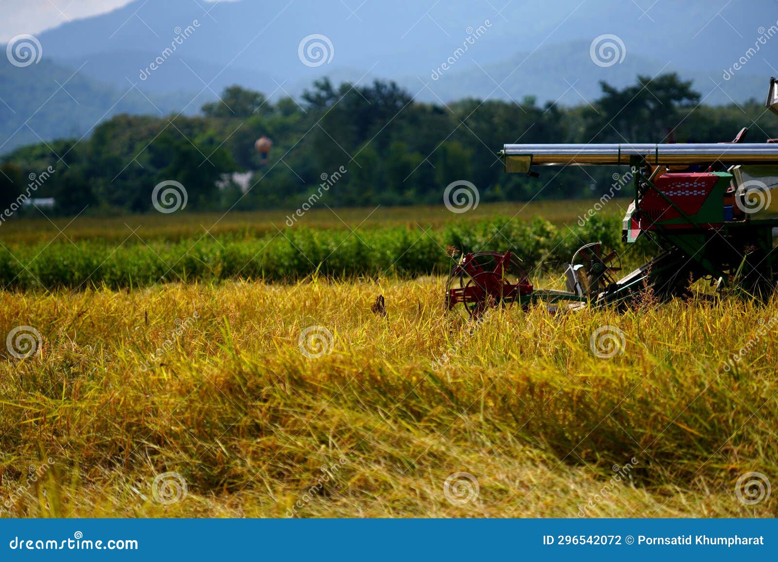 Rice Harvester in the Golden Rice Fields Ready To Be Harvested Stock ...