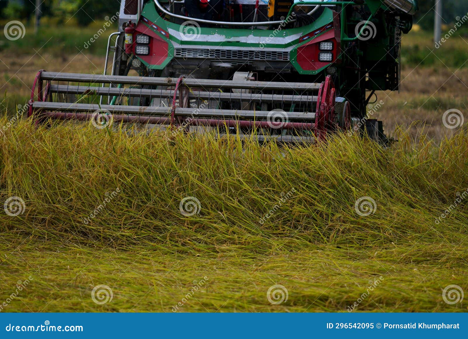 Rice Harvester in the Golden Rice Fields Ready To Be Harvested Stock ...
