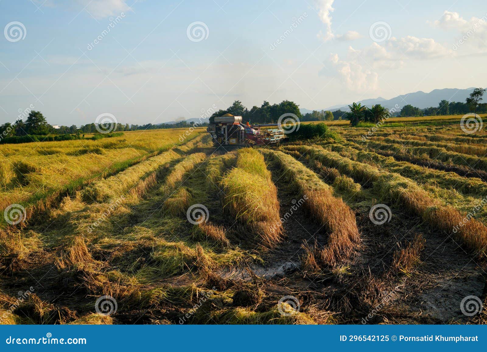 Rice Harvester in the Golden Rice Fields Ready To Be Harvested Stock ...