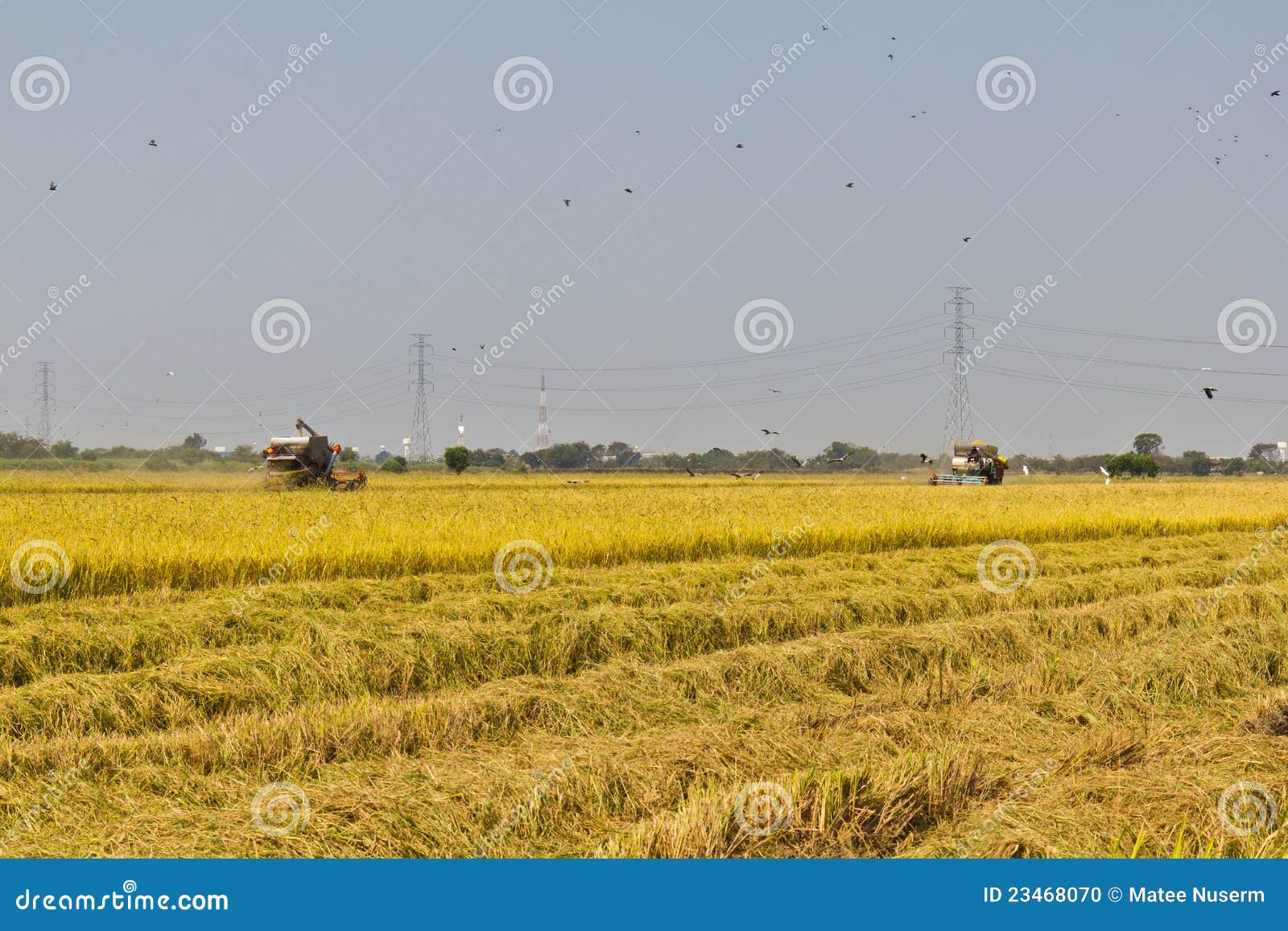 Rice harvesting stock photo. Image of rural, rice, countryside - 23468070