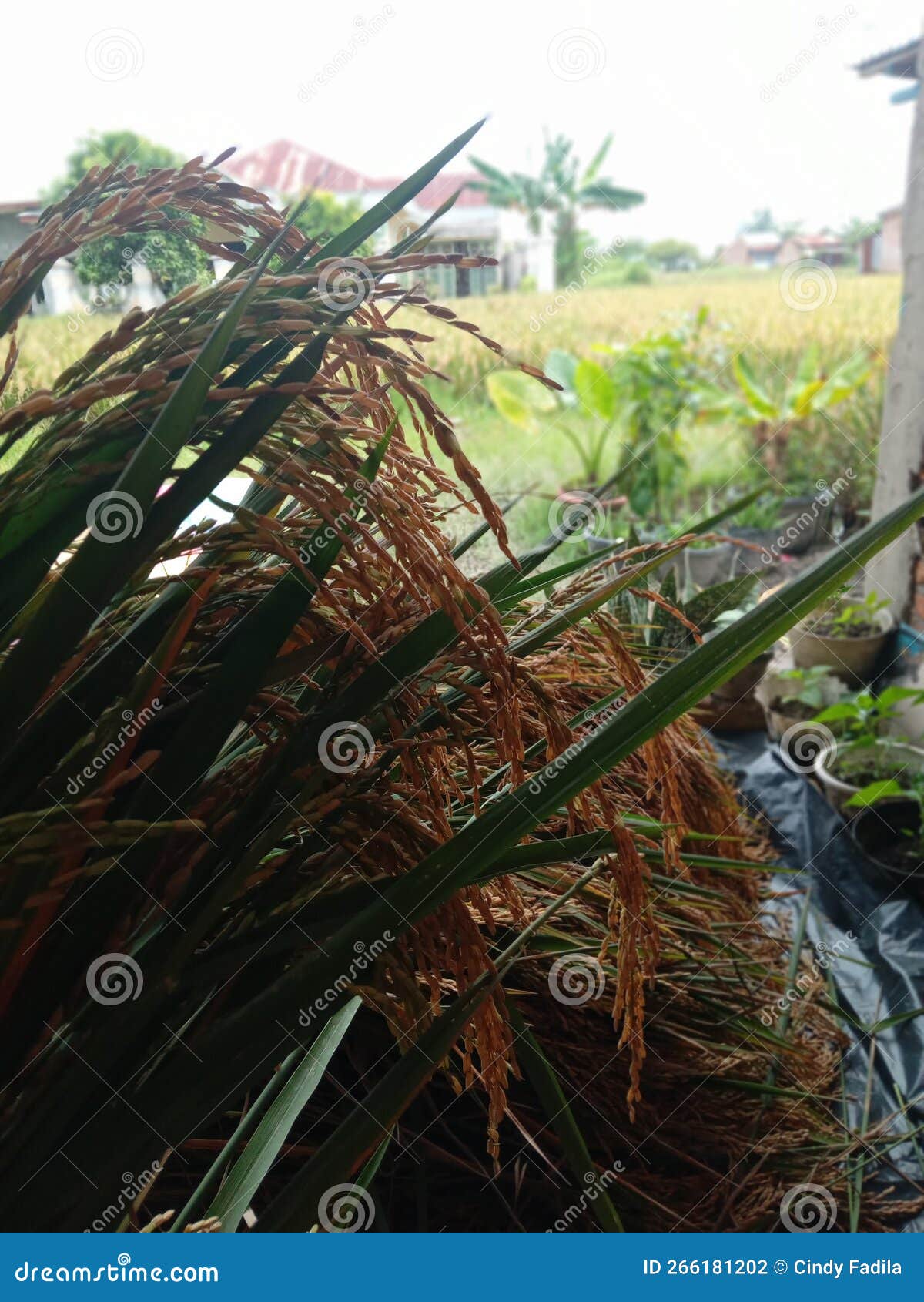 Rice Harvesting in the Fields Stock Photo - Image of green, rice: 266181202