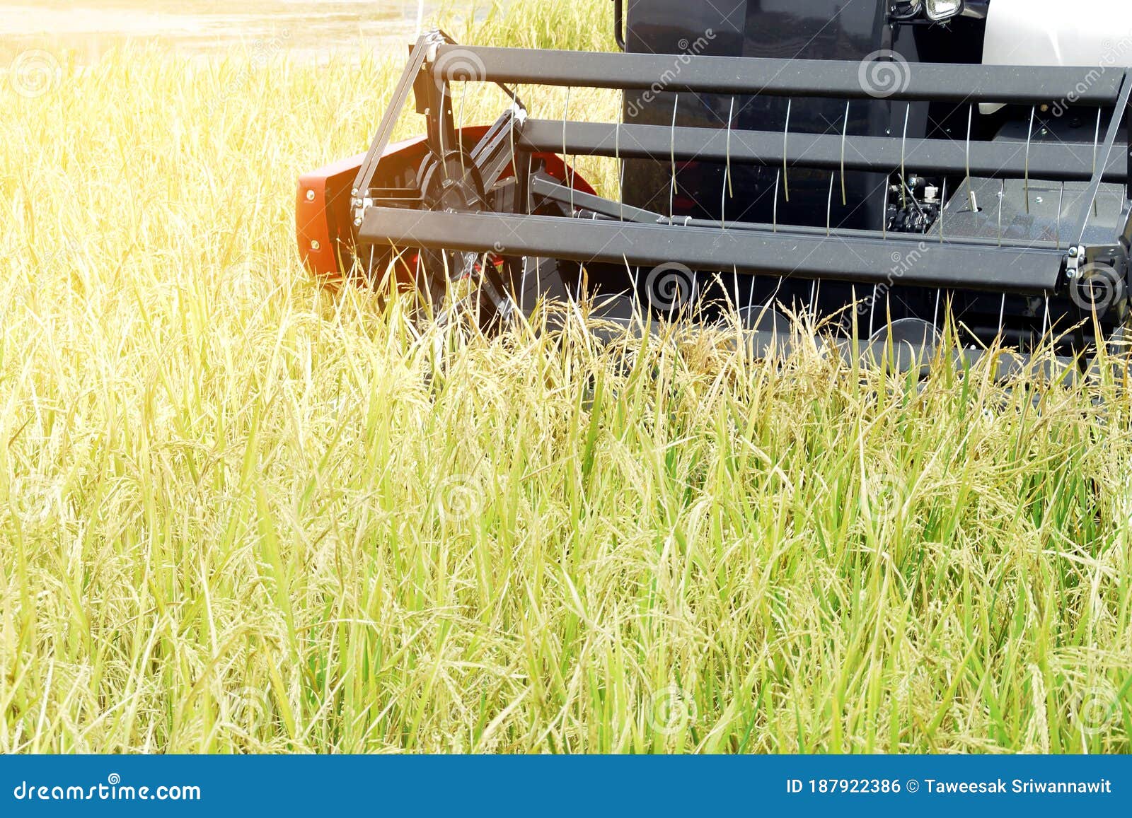 Rice Harvesting By The Combine Harvester Machine. Royalty-Free Stock ...