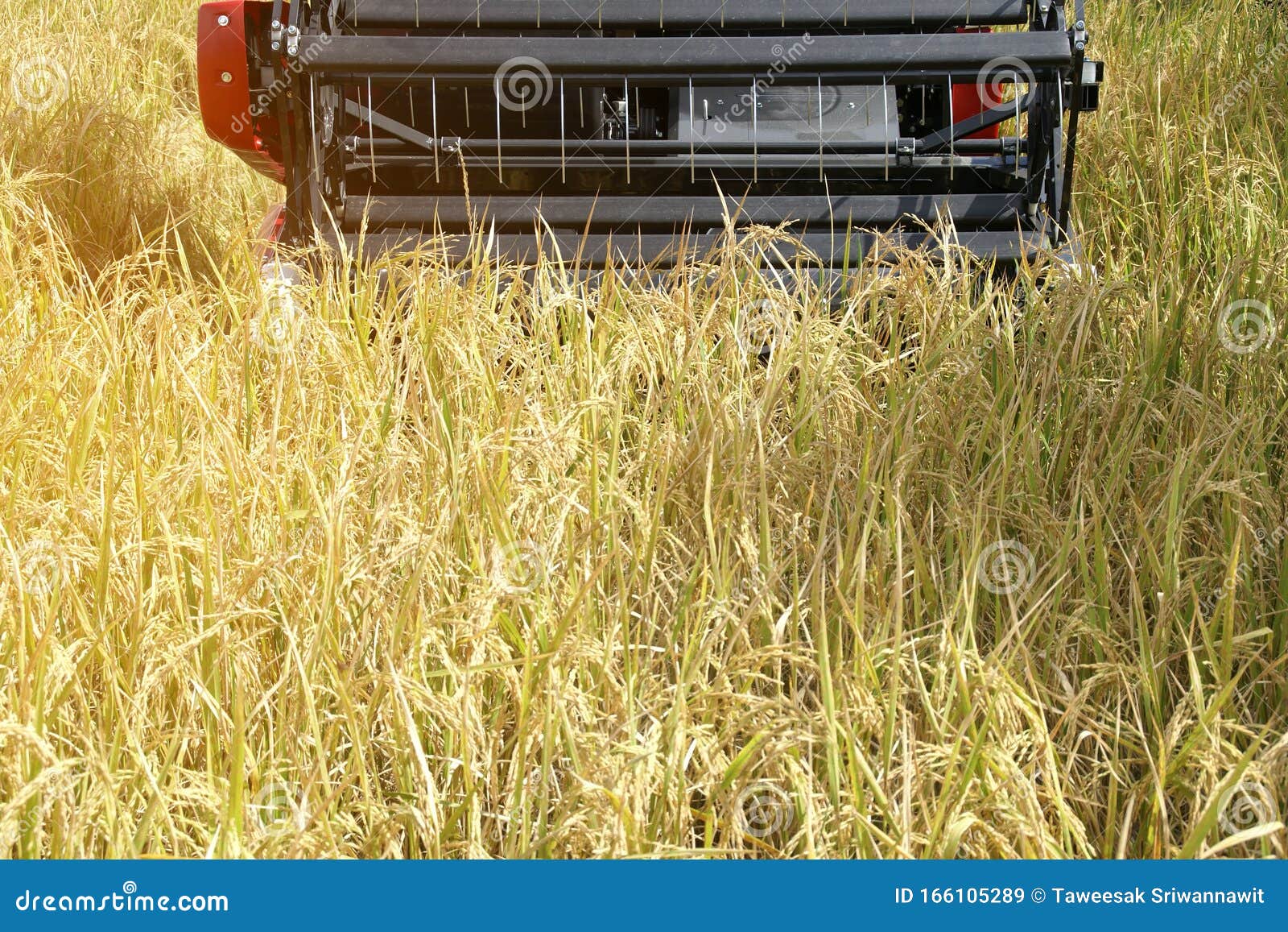 Rice Harvesting Machine Operating in Rice Field Stock Image - Image of ...