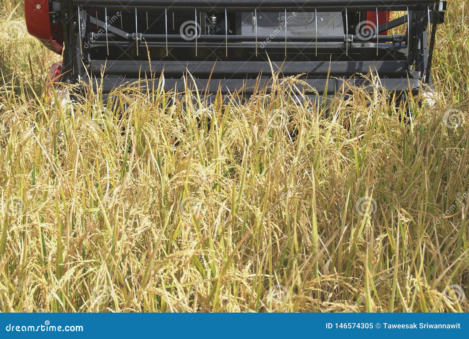 Rice Harvesting By The Combine Harvester Machine. Royalty-Free Stock ...