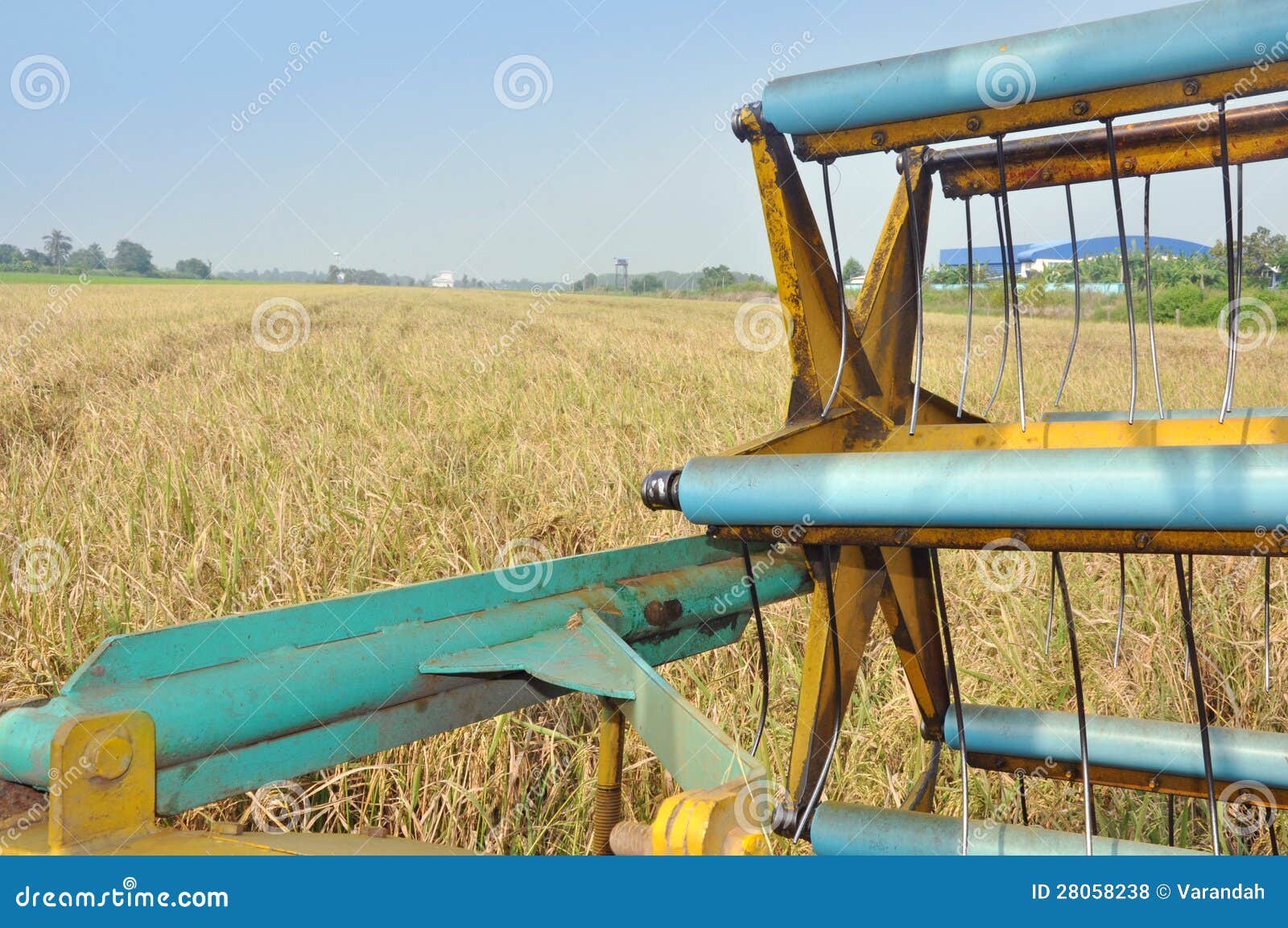 Rice Harvesting By The Combine Harvester Machine. Royalty-Free Stock ...