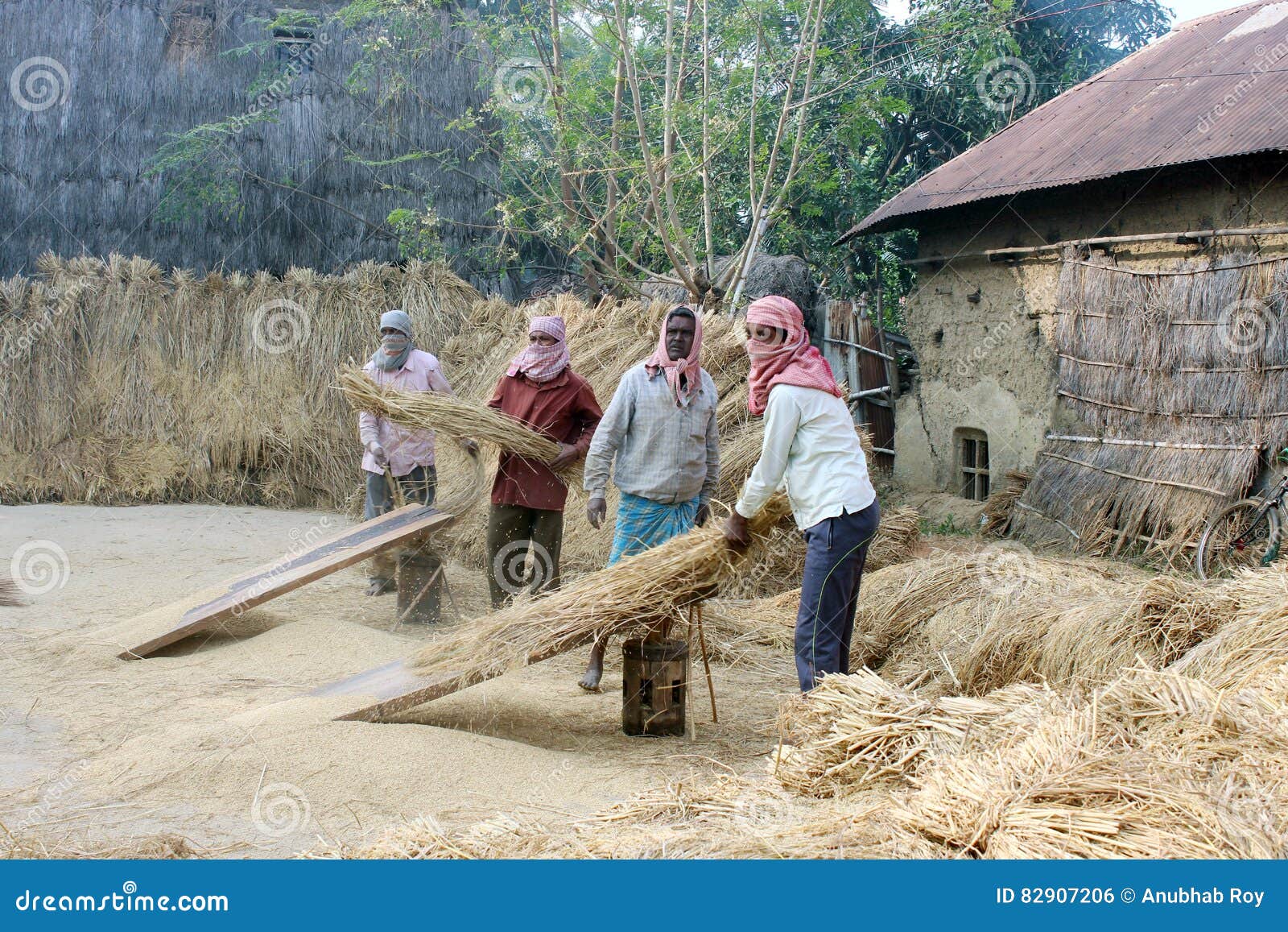 Rice harvesting. editorial photo. Image of fields, environment - 82907206