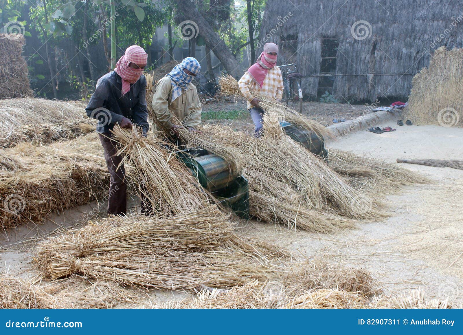 Rice harvesting. editorial photo. Image of agriculture - 82907311