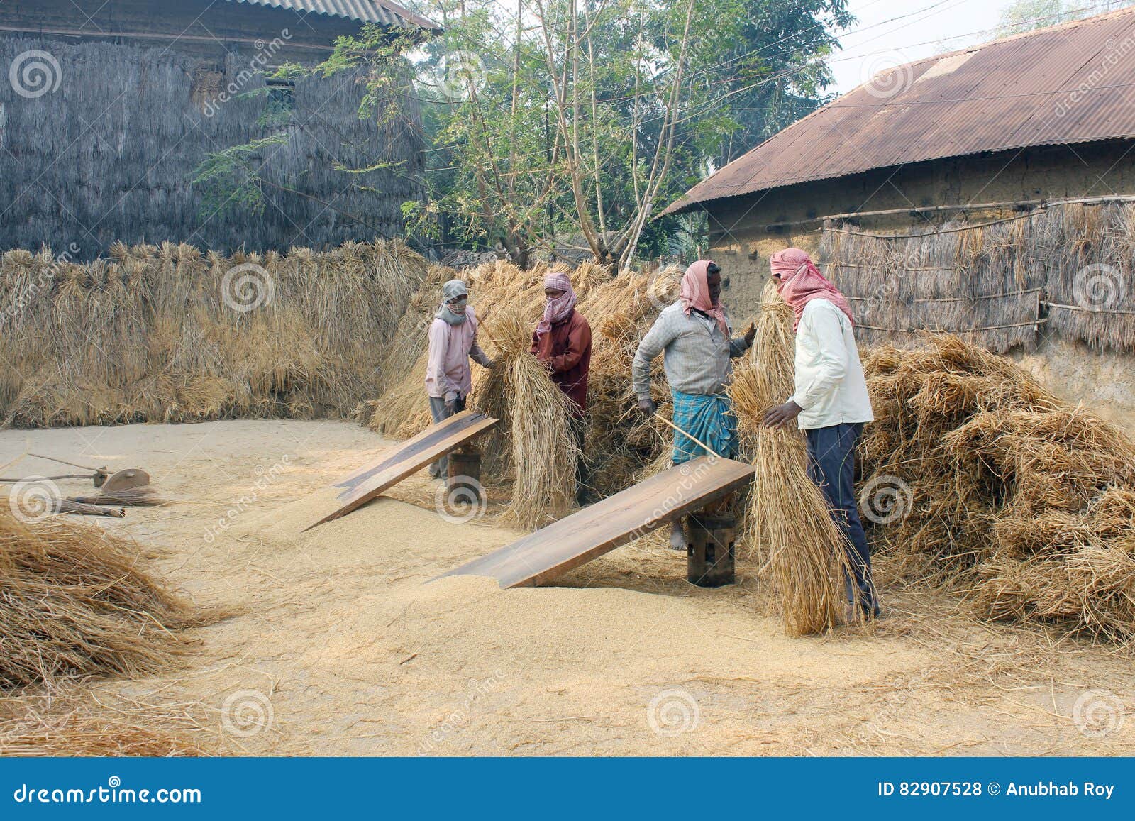 Rice harvesting. editorial stock photo. Image of india - 82907528