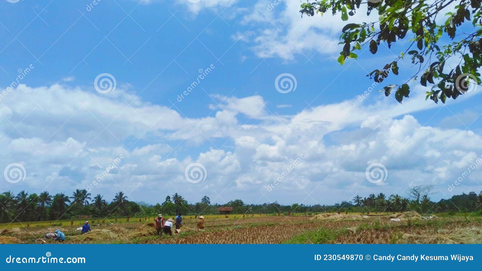 Rice Harvesting Process in Lampung, Indonesia Editorial Image - Image ...