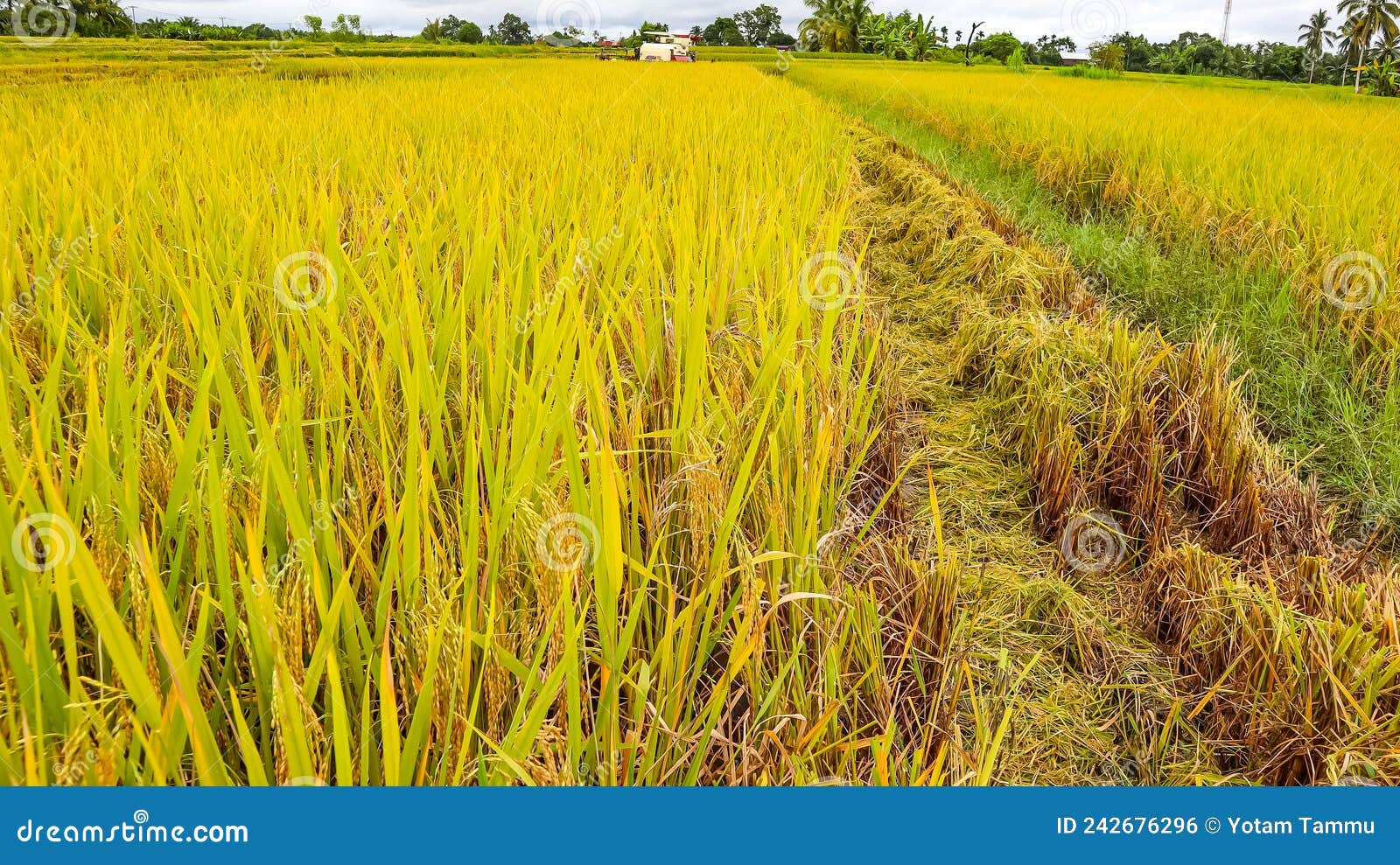 Rice Harvesting Process by Local Farmers Stock Photo - Image of ...