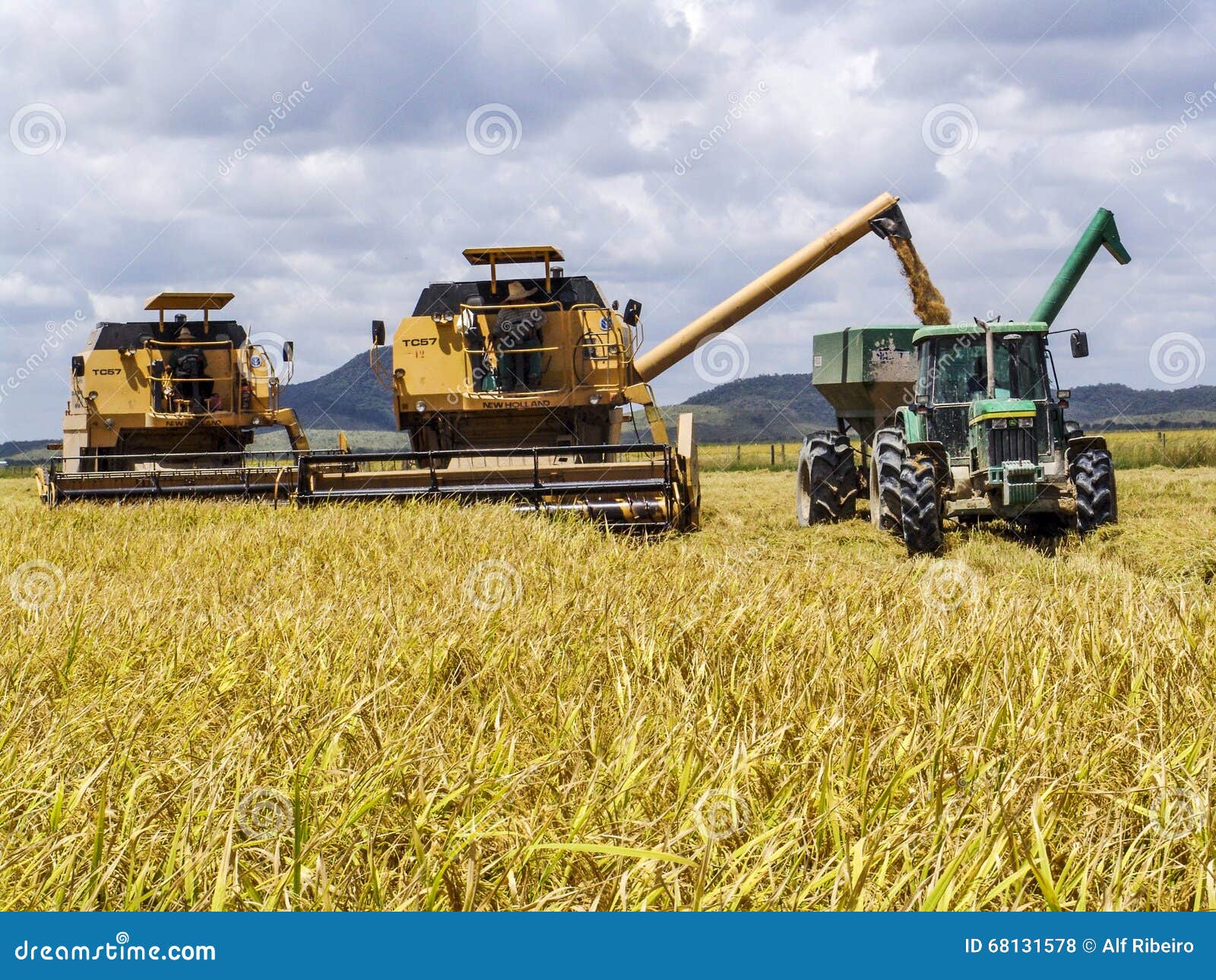 Rice harvesting editorial stock photo. Image of agricultural - 68131578