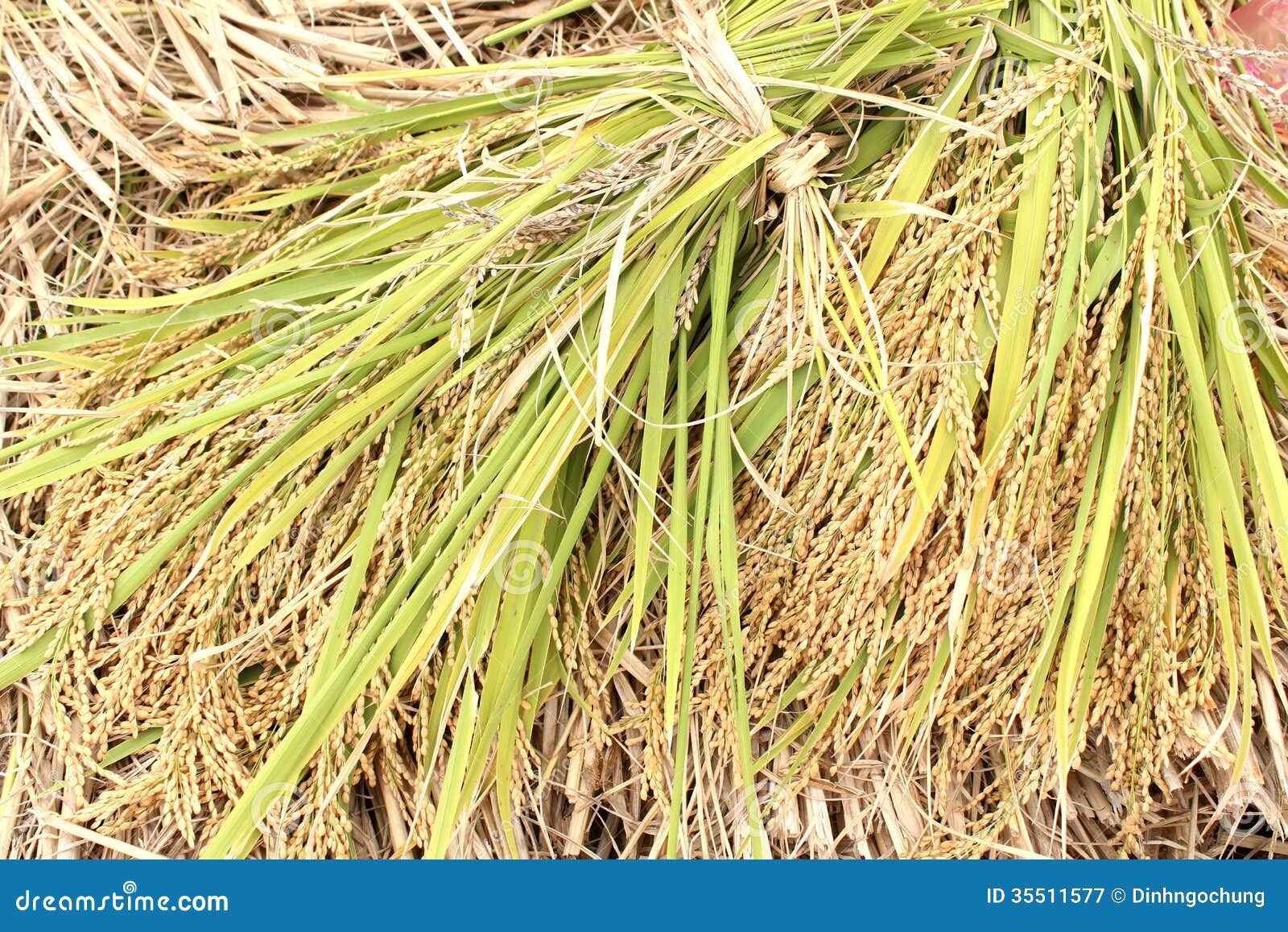 Rice Has Been Cut into Bundles Stock Image - Image of mountain, farming ...