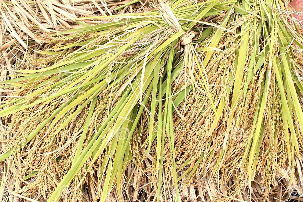 Rice Has Been Cut into Bundles Stock Image - Image of mountain, farming ...