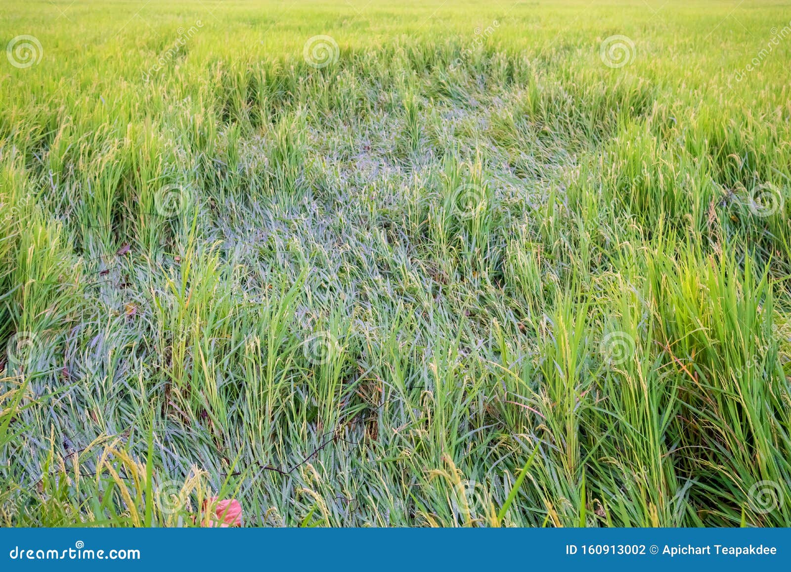 The rice has been lay down stock photo. Image of storm - 160913002