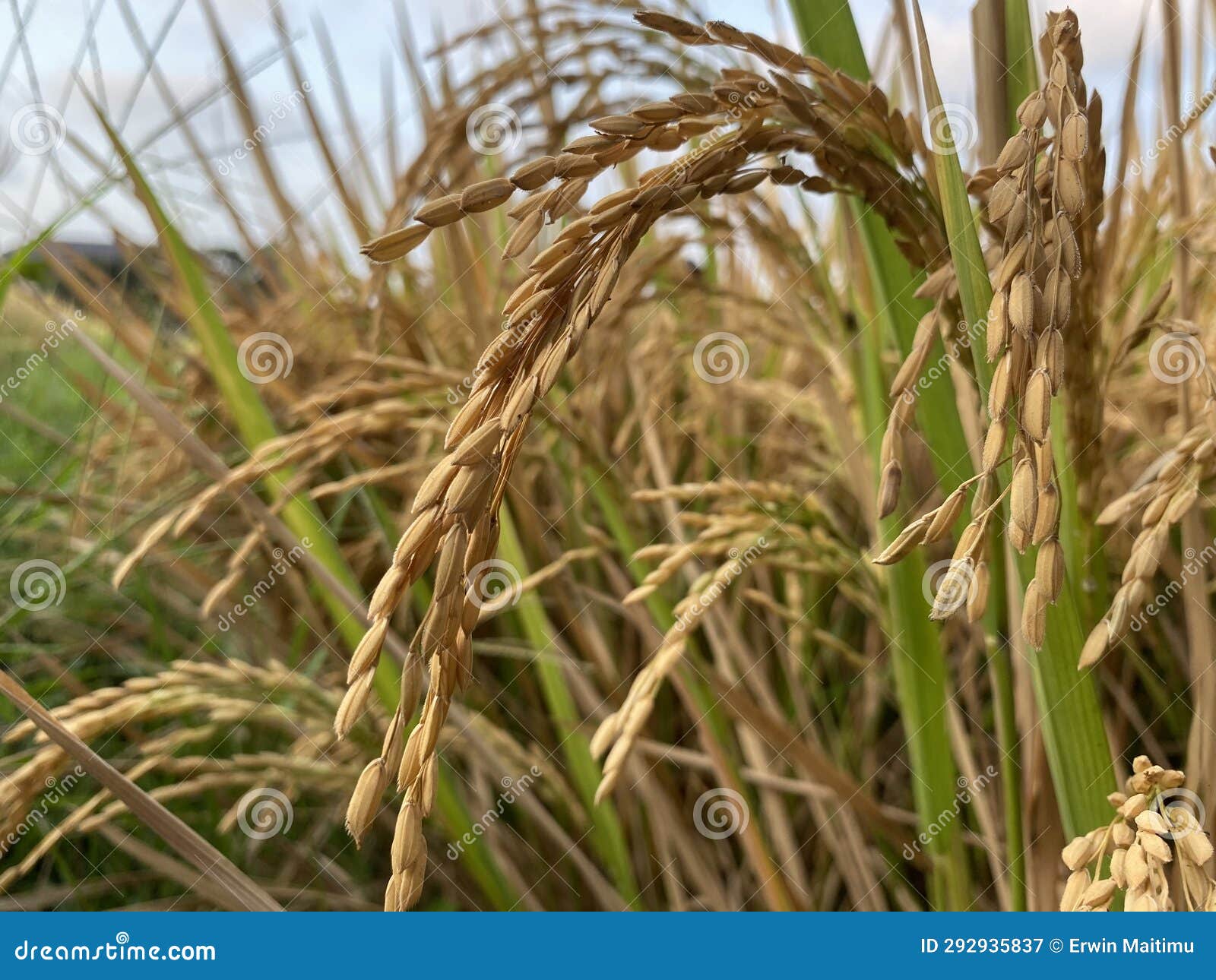 Vast Rice Fields are Ready To Be Harvested Stock Image - Image of plain ...