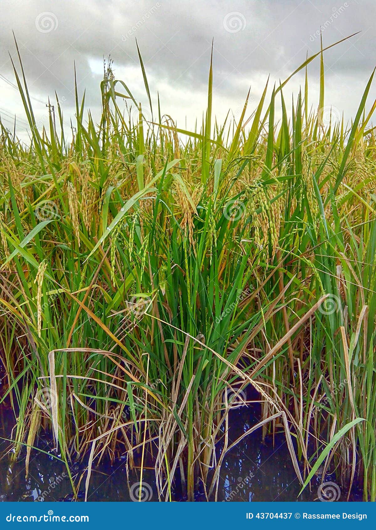 Rice editorial photography. Image of gain, rice, plant - 43704437