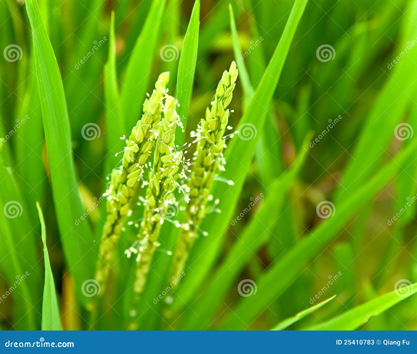 Rice head with flower stock image. Image of grass, isolated - 25410783